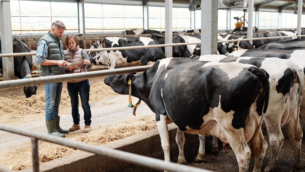 Understanding the Features of Liberty Scales' Livestock Weighing Solut