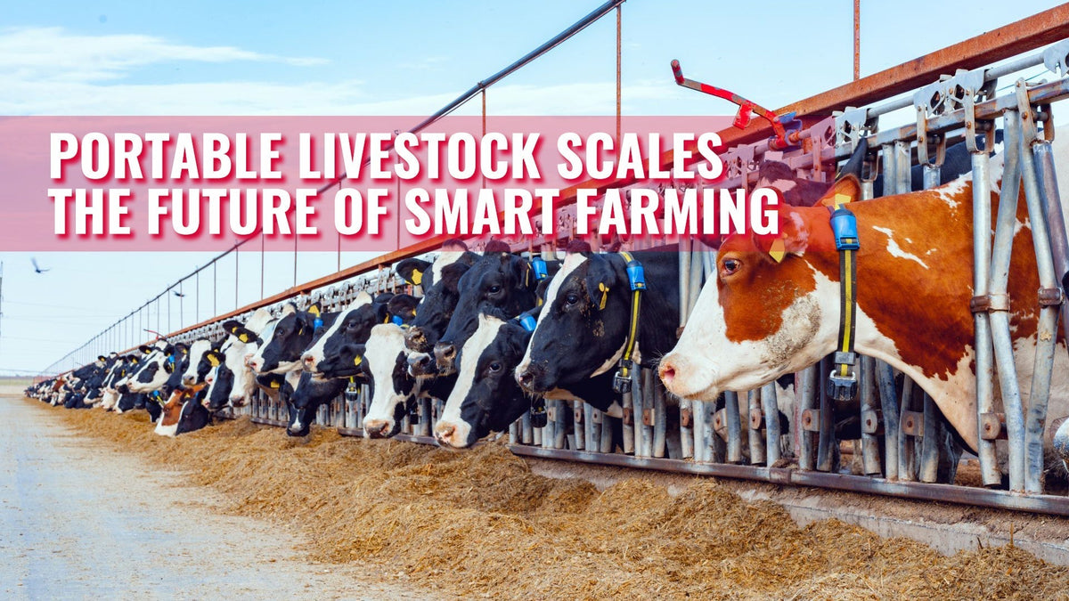 Unlocking Agricultural Potential: The Role of Portable Livestock Scale ...