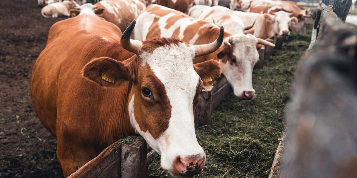 Agricultural Industry — Liberty Scales